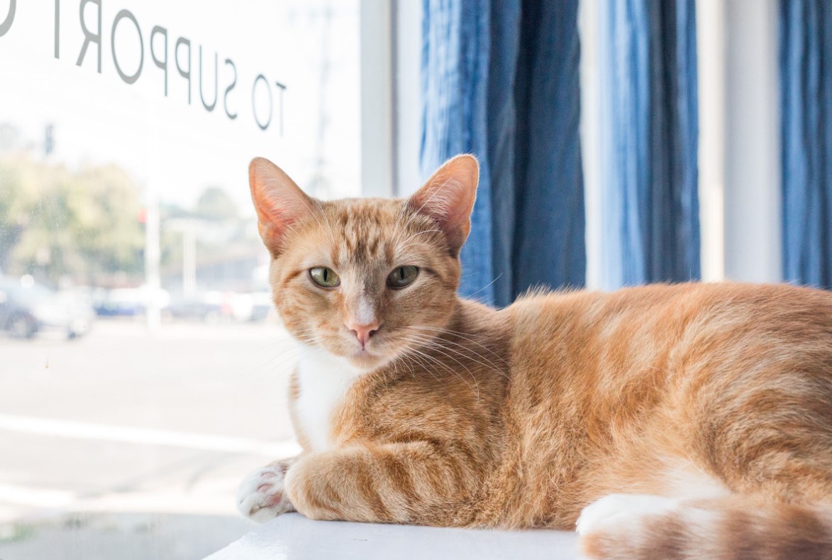 Oakland's Cat Town - San Francisco Bay Times | San Francisco Bay Times